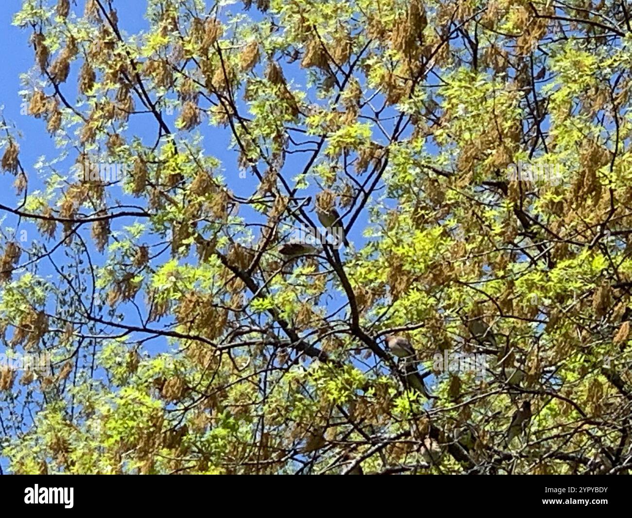 Cedar Waxwing (Bombycilla cedrorum Stock Photo - Alamy