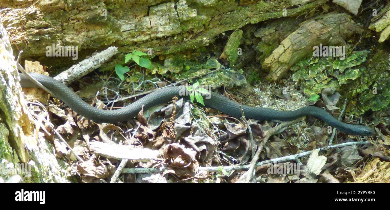 North American Racer (Coluber constrictor Stock Photo - Alamy