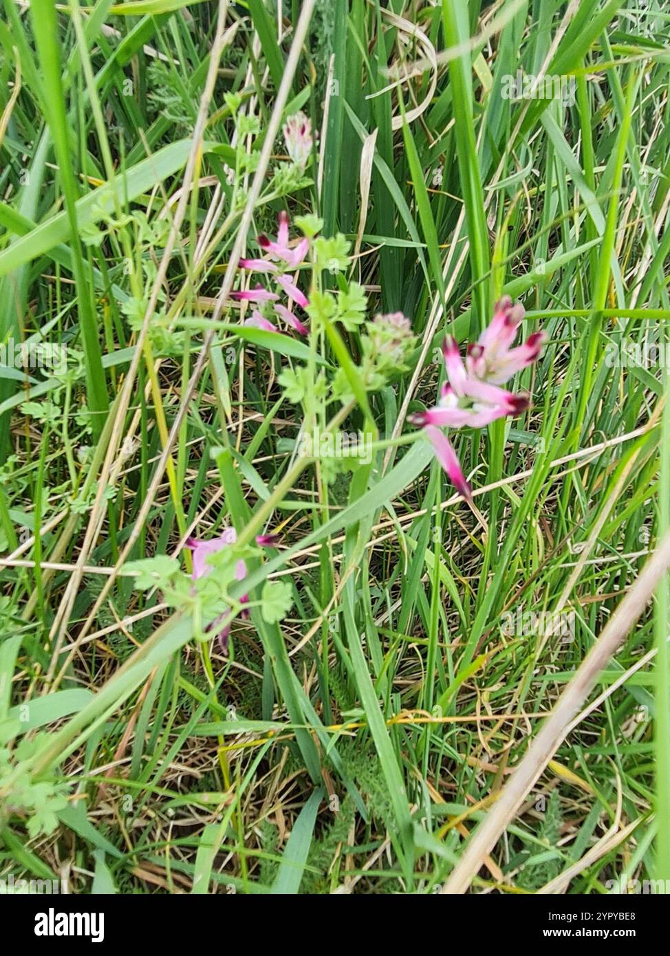 common ramping-fumitory (Fumaria muralis Stock Photo - Alamy
