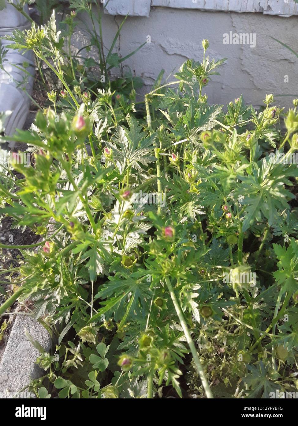 Carolina Bristlemallow (Modiola caroliniana Stock Photo - Alamy