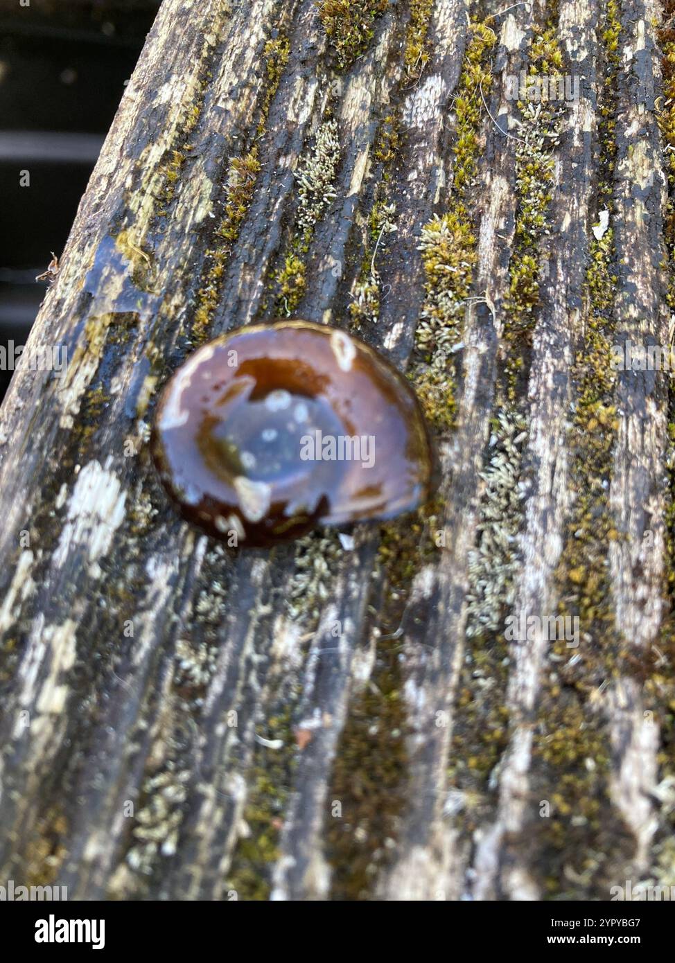 Great Ram's-horn (Planorbarius corneus Stock Photo - Alamy