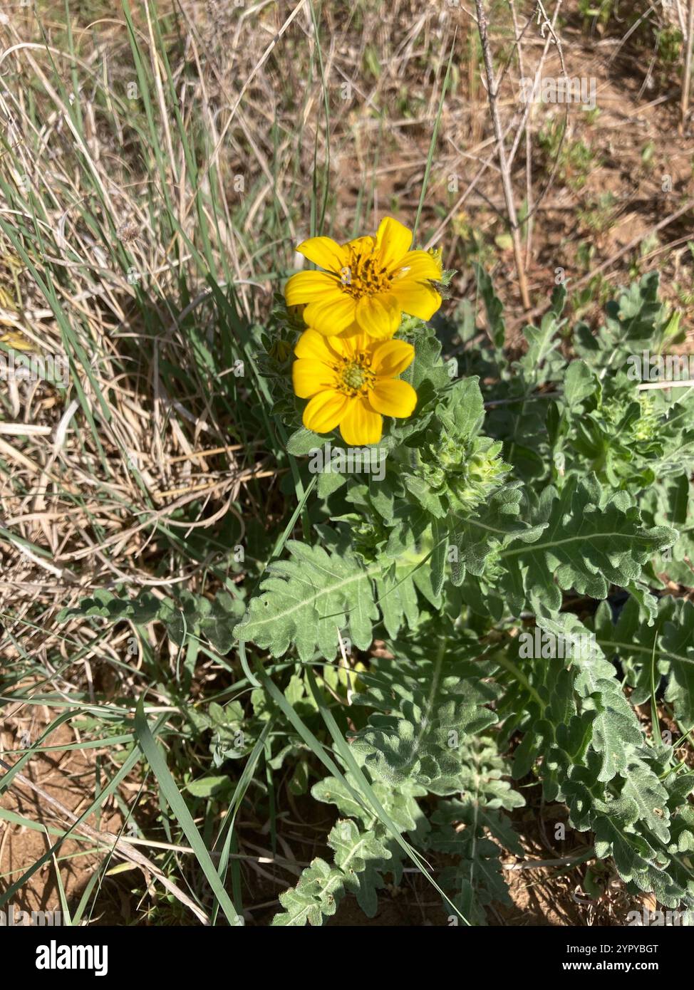 Engelmann daisy hi-res stock photography and images - Alamy