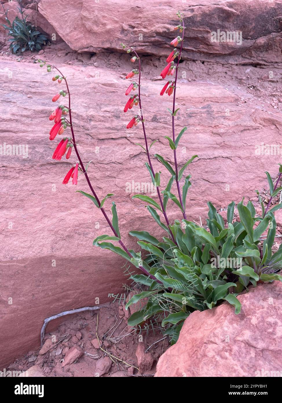 firecracker penstemon (Penstemon eatonii Stock Photo - Alamy