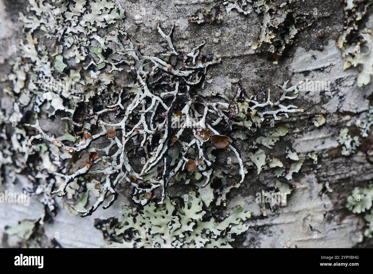 Tube Lichens (Hypogymnia Stock Photo - Alamy