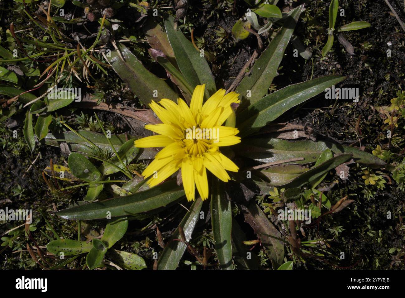 Chikku Chikku (Hypochaeris sessiliflora Stock Photo - Alamy