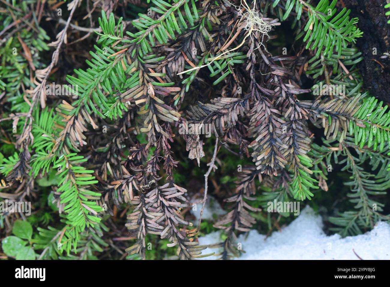Brown Felt Blight (Herpotrichia juniperi Stock Photo - Alamy