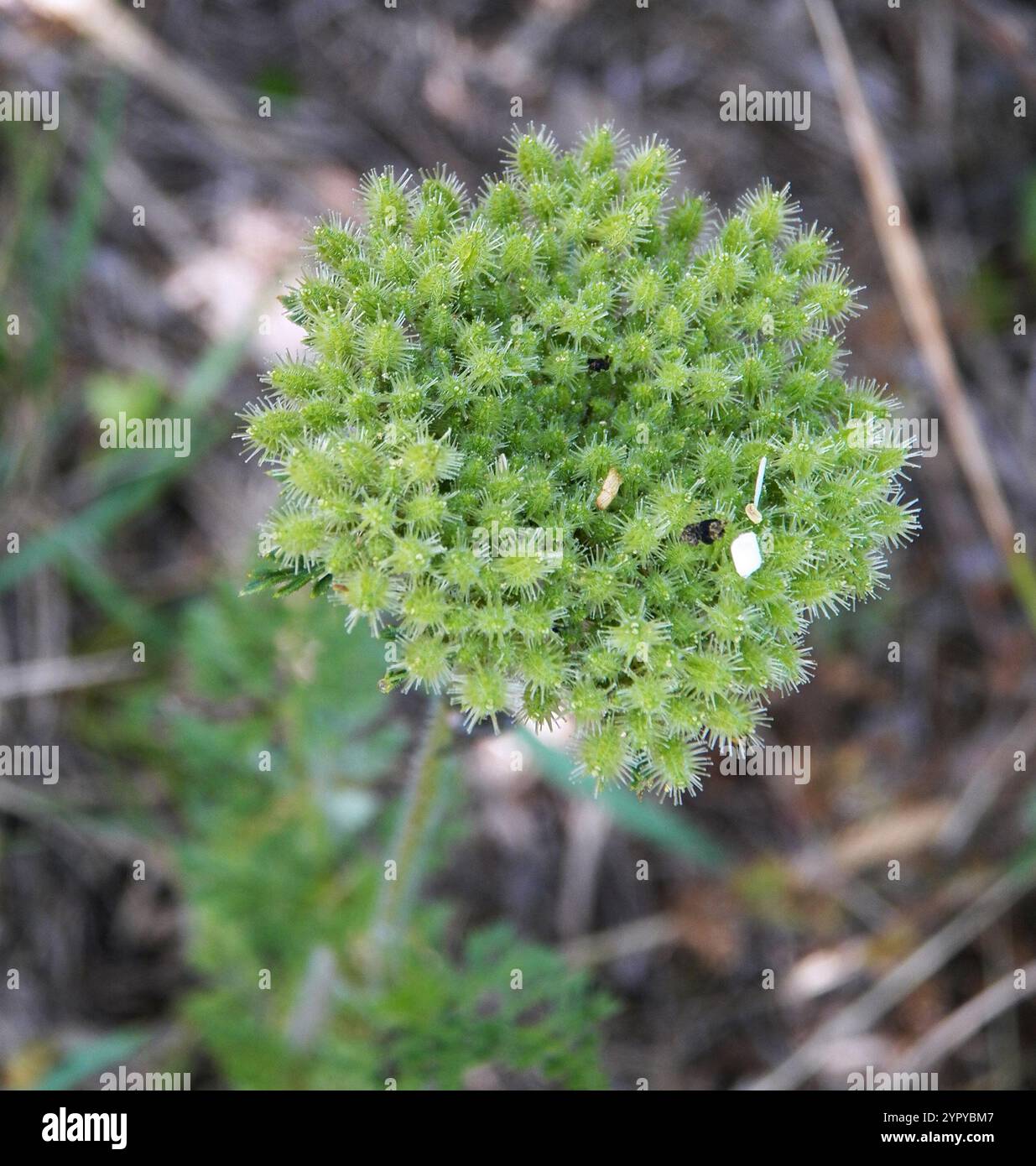 American wild carrot (Daucus pusillus Stock Photo - Alamy