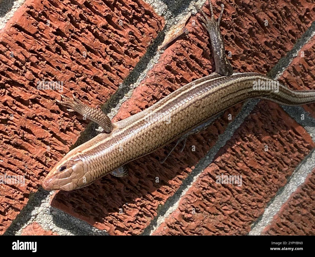 Broad-headed Skink (Plestiodon laticeps Stock Photo - Alamy