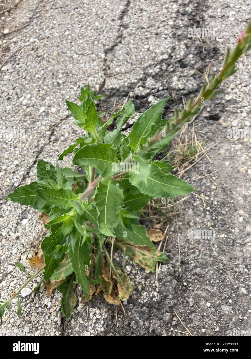 velvetweed (Oenothera curtiflora Stock Photo - Alamy