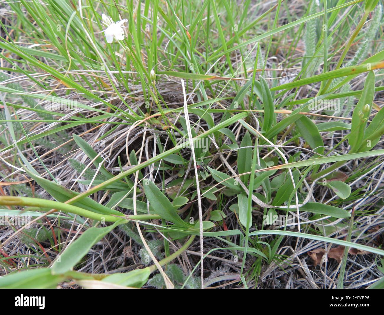Yellow Beardtongue (Penstemon confertus Stock Photo - Alamy