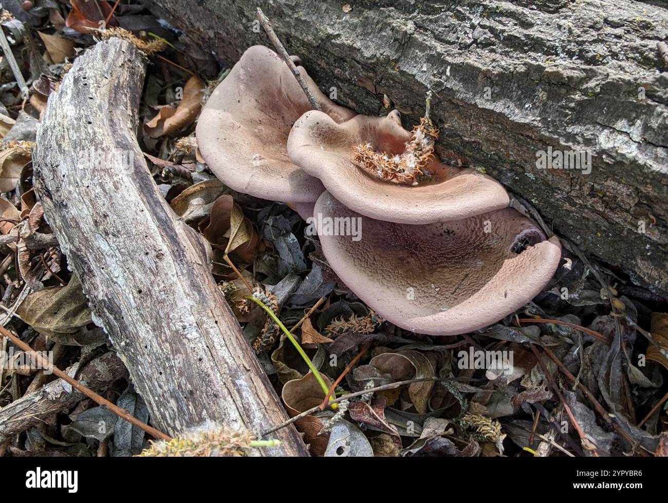 Lilac oysterling (Panus conchatus Stock Photo - Alamy