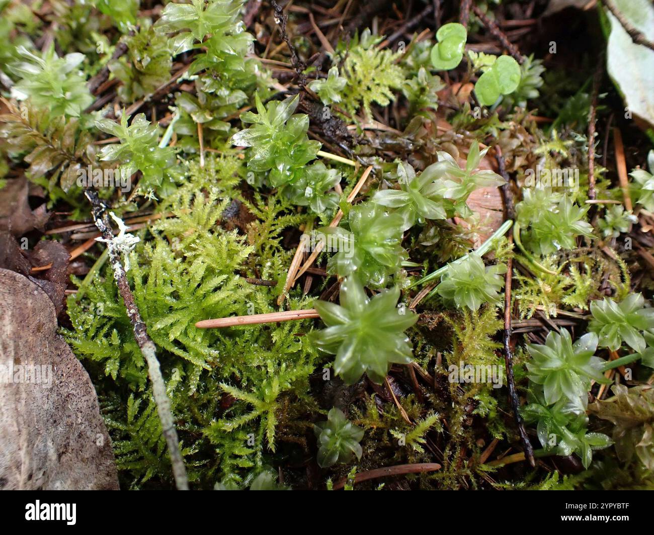 Badge Moss (Plagiomnium insigne Stock Photo - Alamy