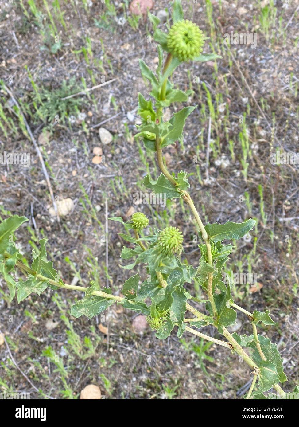 Great Valley gumweed (Grindelia camporum Stock Photo - Alamy