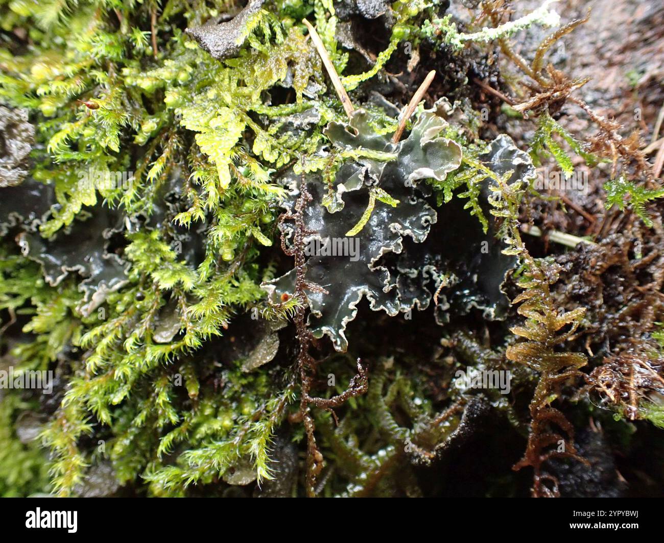 tree pelt lichen (Peltigera collina Stock Photo - Alamy