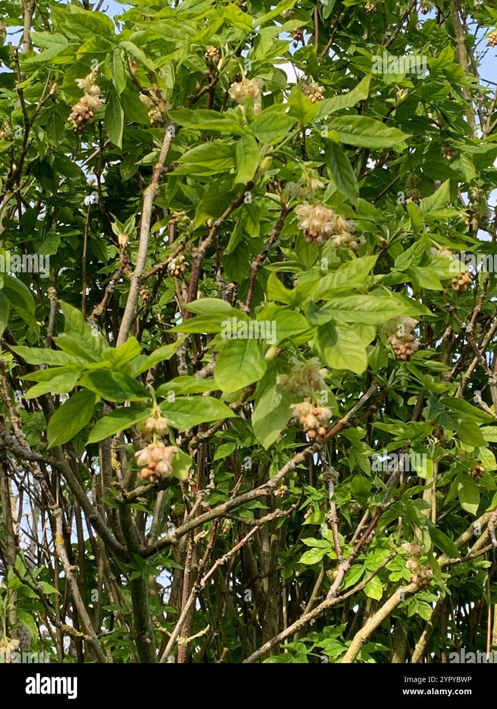 European bladdernut (Staphylea pinnata Stock Photo - Alamy