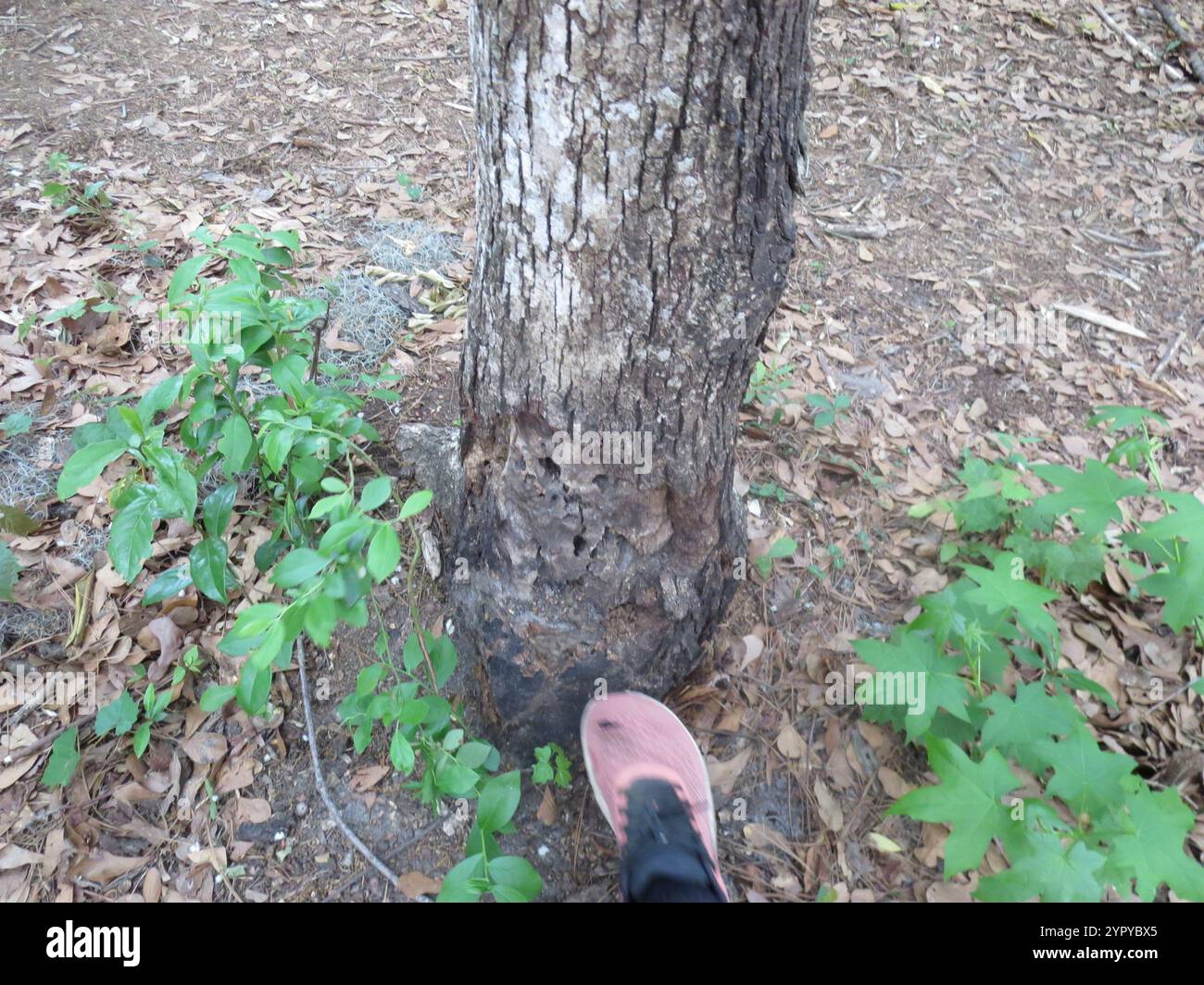 white oak (Quercus alba Stock Photo - Alamy