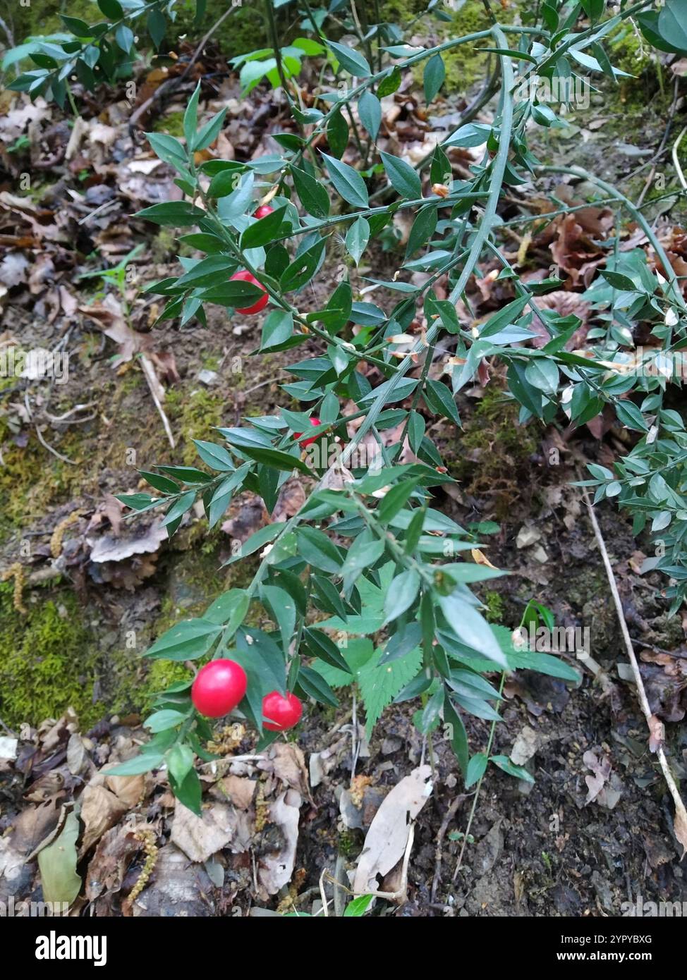 butcher's-broom (Ruscus aculeatus Stock Photo - Alamy