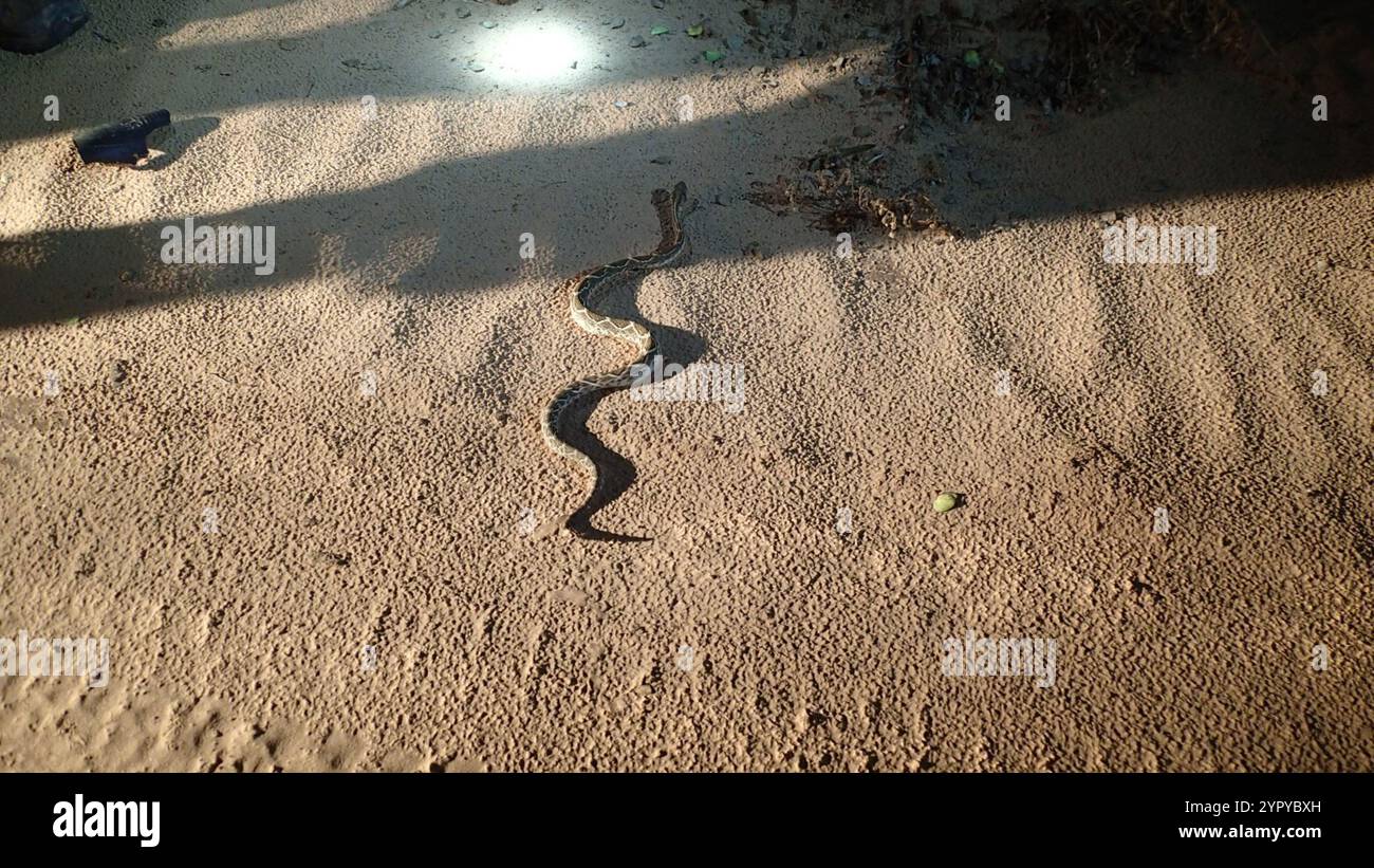 Neotropical Rattlesnake (Crotalus durissus Stock Photo - Alamy