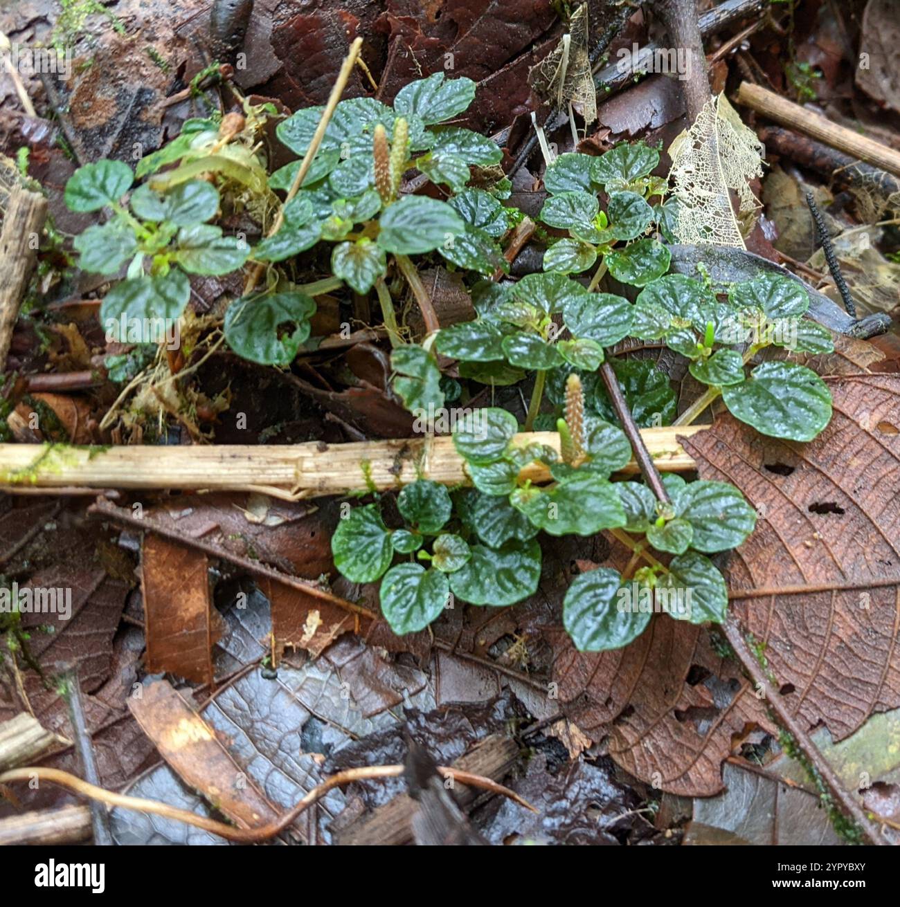 nettle family (Urticaceae Stock Photo - Alamy