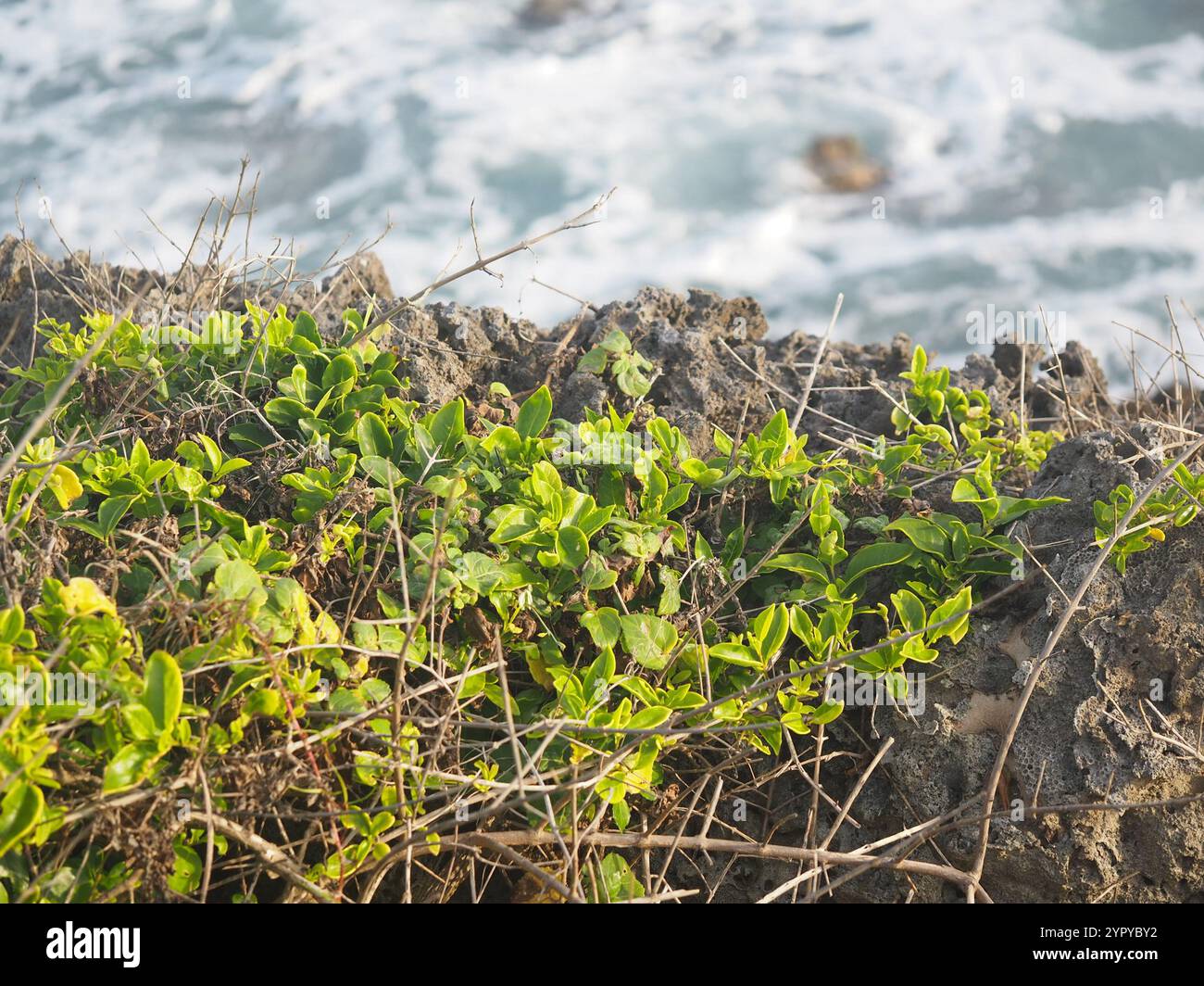 scrambling clerodendrum (Volkameria inermis Stock Photo - Alamy