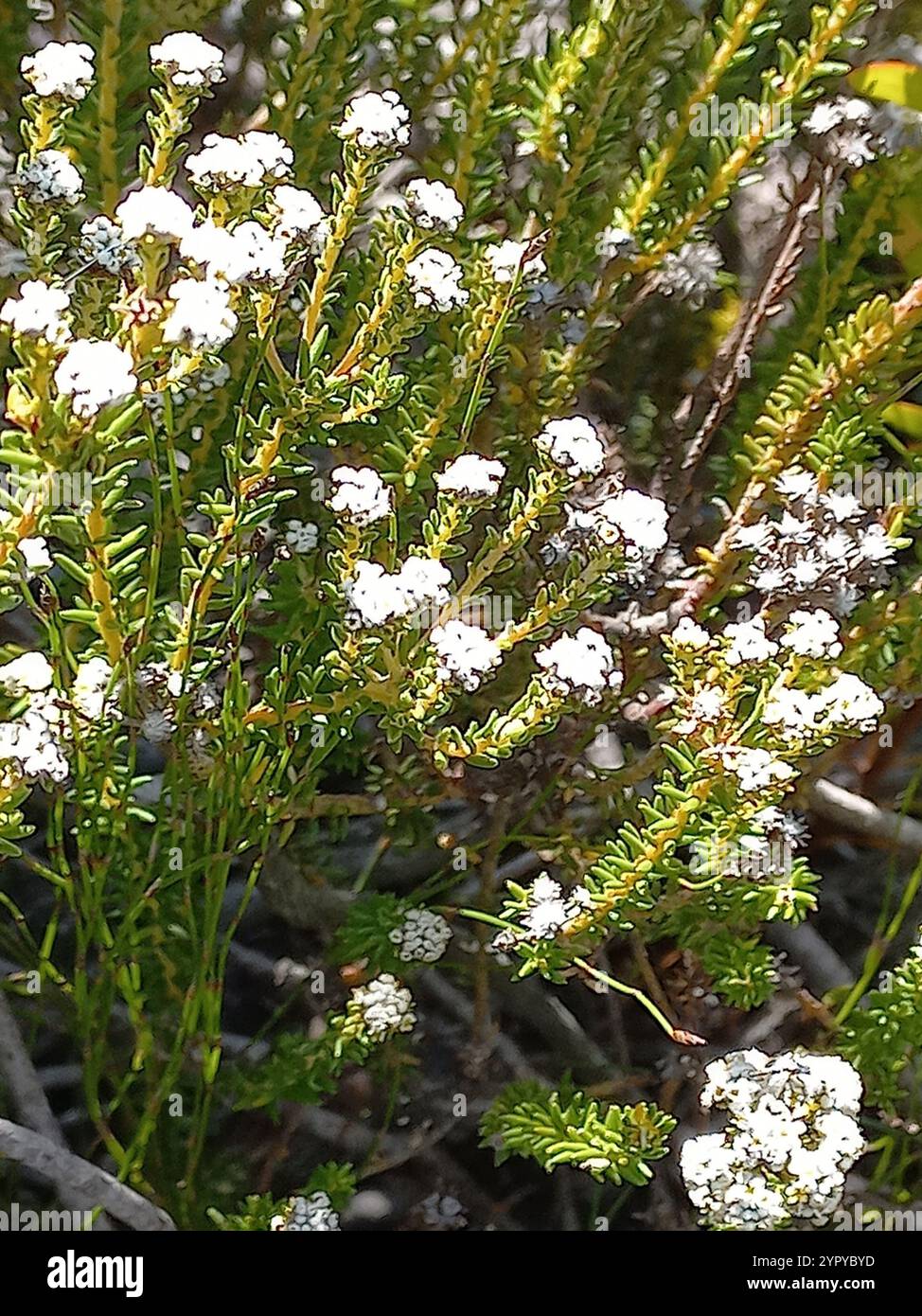Heath Hardleaf (Phylica ericoides Stock Photo - Alamy