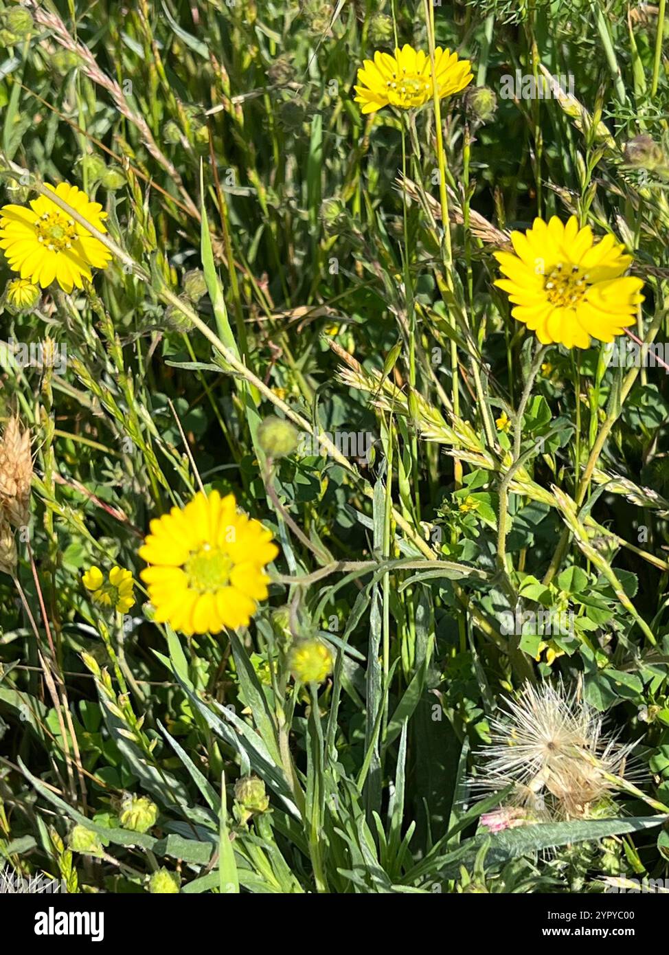 Yellow Hayfield Tarplant (Hemizonia congesta lutescens Stock Photo - Alamy