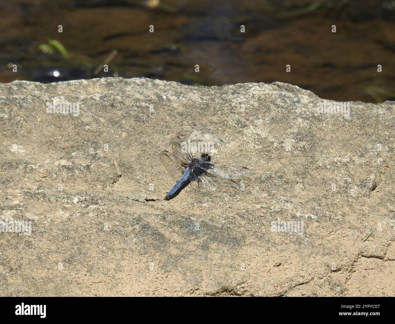 Blue Corporal (Ladona deplanata Stock Photo - Alamy