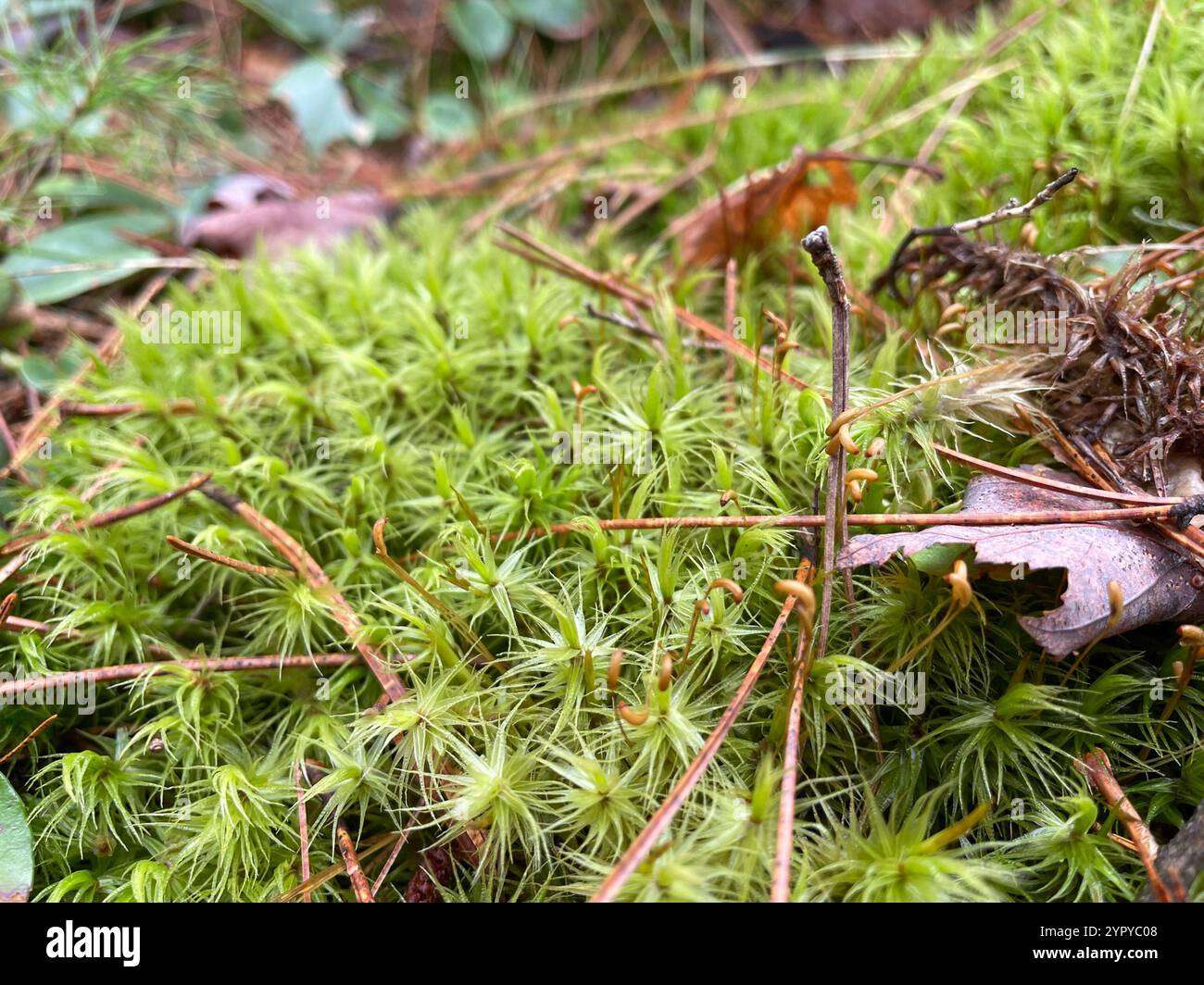 Waxyleaf Moss (Dicranum polysetum Stock Photo - Alamy