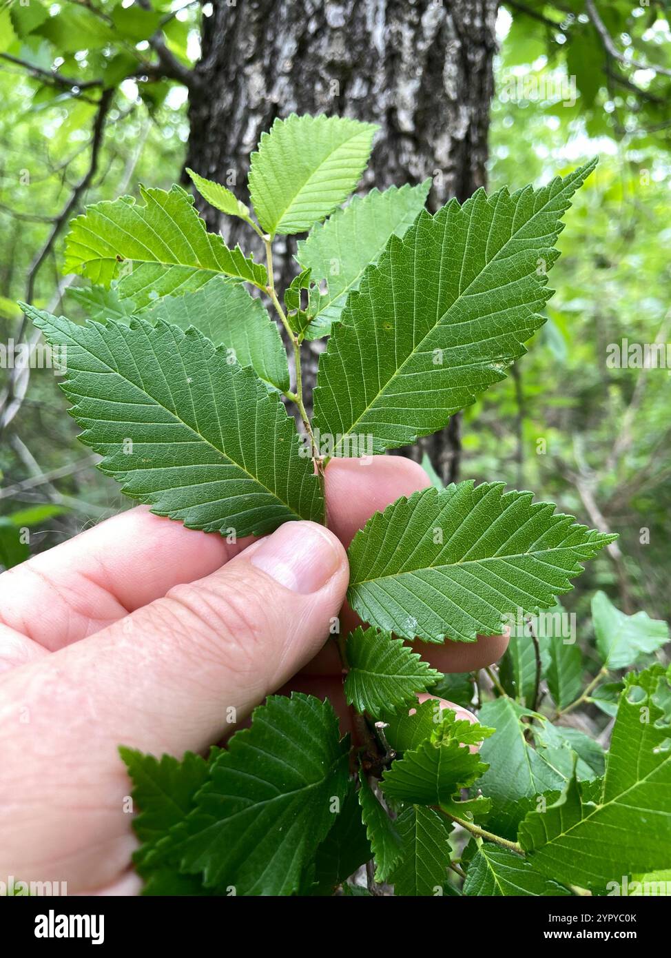 American elm (Ulmus americana Stock Photo - Alamy