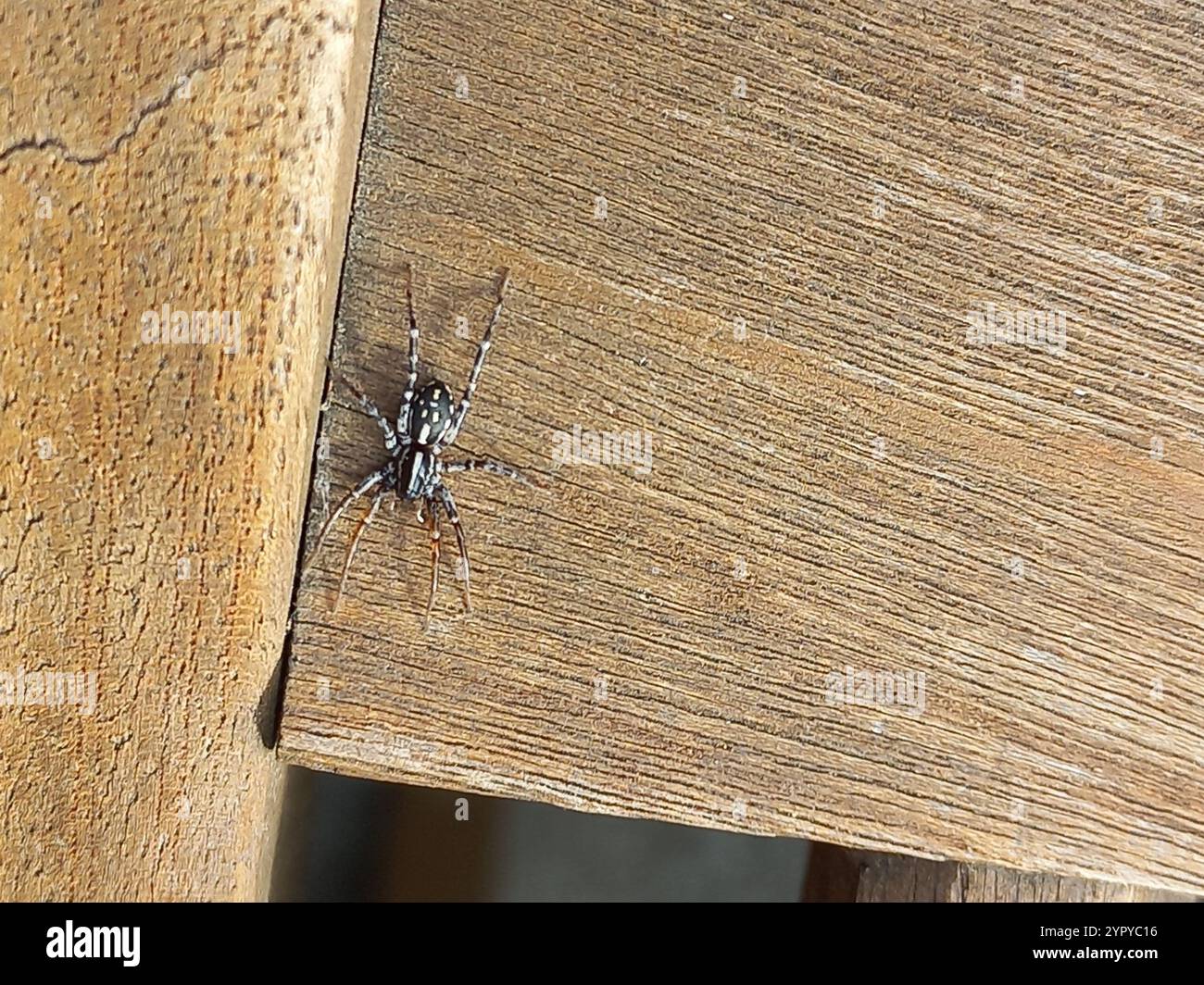 Spotted Ground Swift Spider (Nyssus coloripes Stock Photo - Alamy