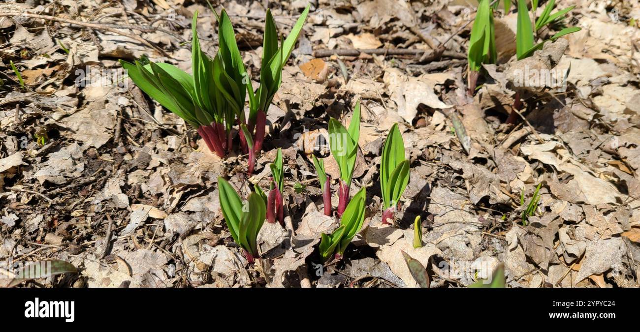 wild leeks (Allium tricoccum Stock Photo - Alamy