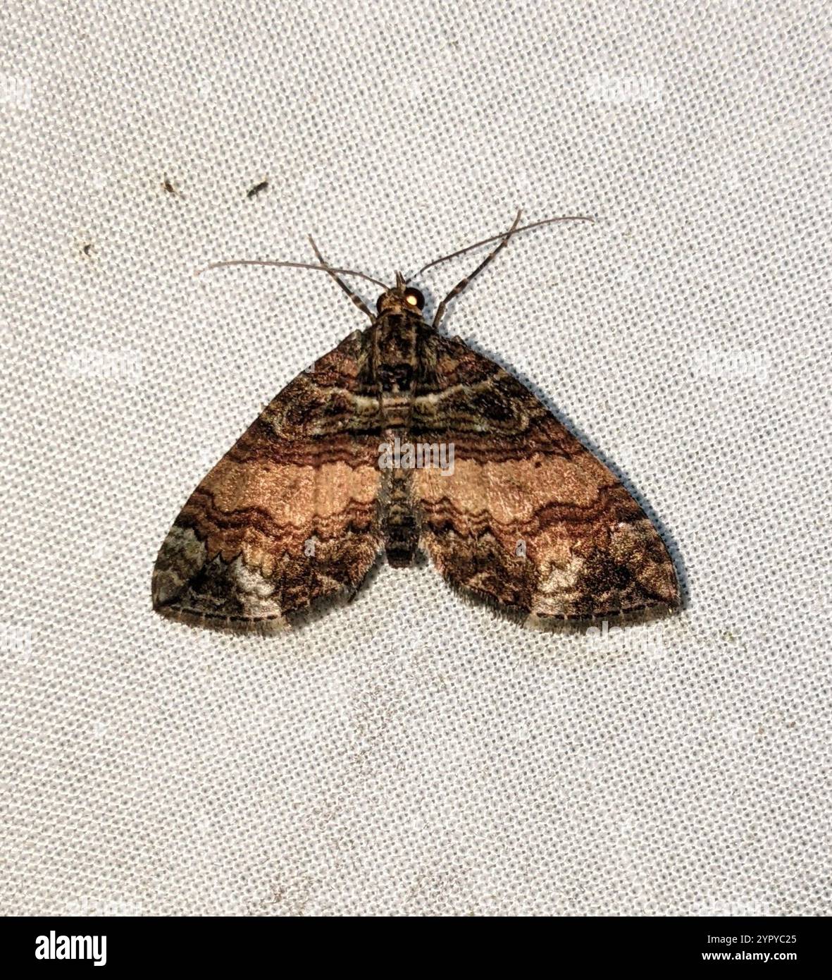 Carpet Moths (Larentiinae Stock Photo - Alamy