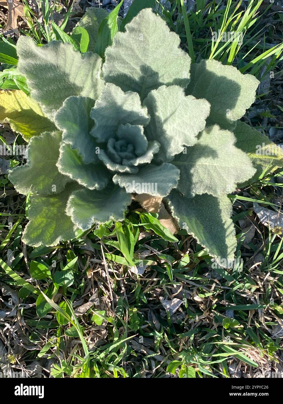 great mullein (Verbascum thapsus Stock Photo - Alamy