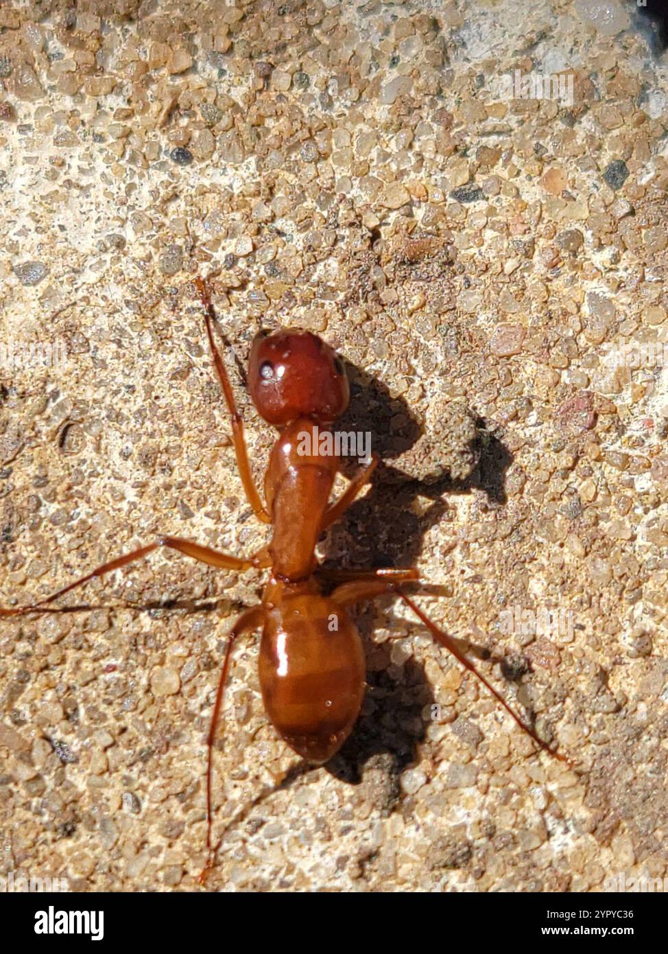 Chestnut carpenter ant hi-res stock photography and images - Alamy