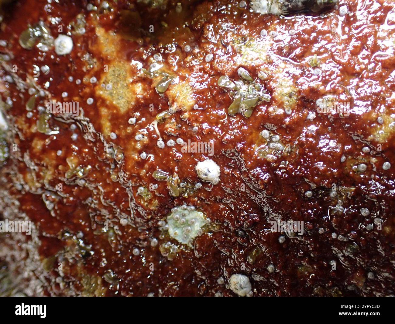 encrusting red algae (Hildenbrandia Stock Photo - Alamy