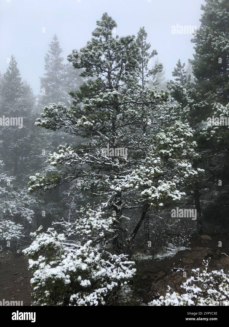 Shore Pine (Pinus contorta contorta Stock Photo - Alamy