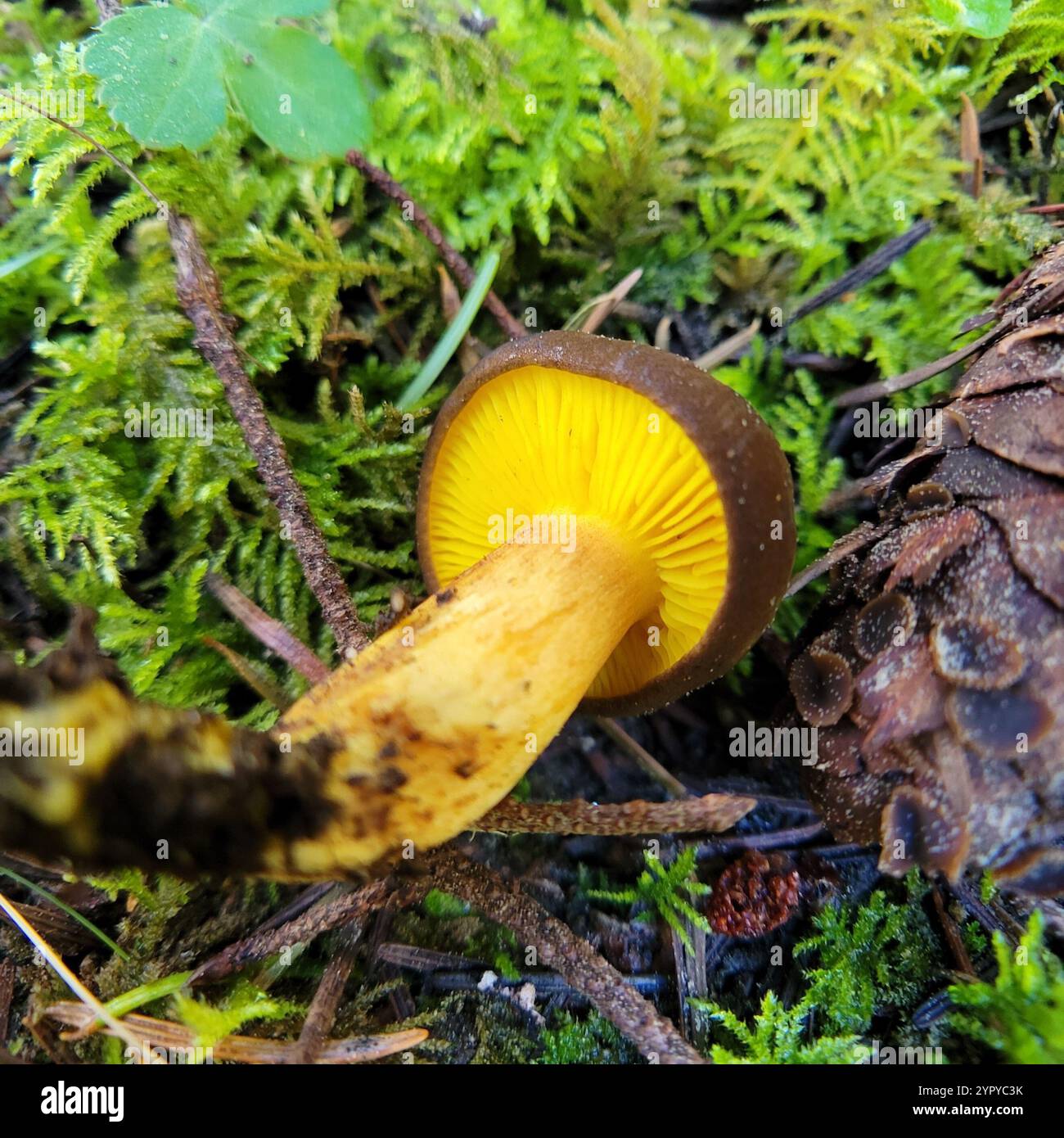 Western Gilled Bolete (Phylloporus arenicola Stock Photo - Alamy