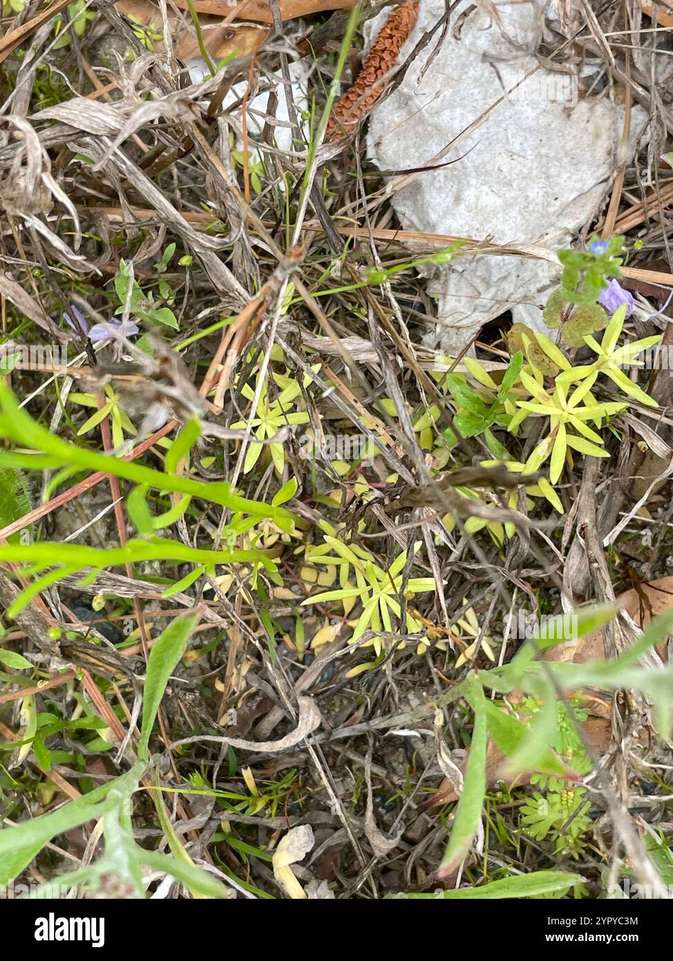 Texas toadflax (Nuttallanthus texanus Stock Photo - Alamy