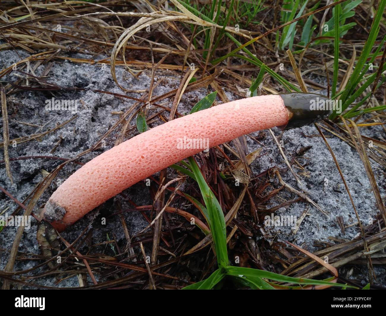 Devil's Stinkhorn (Phallus rubicundus Stock Photo - Alamy