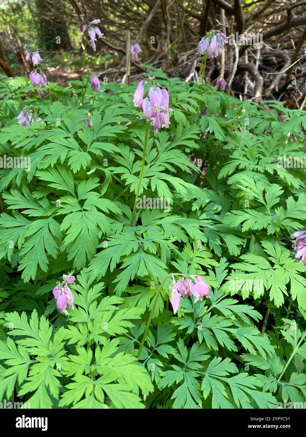 Pacific Bleeding Heart (Dicentra formosa Stock Photo - Alamy