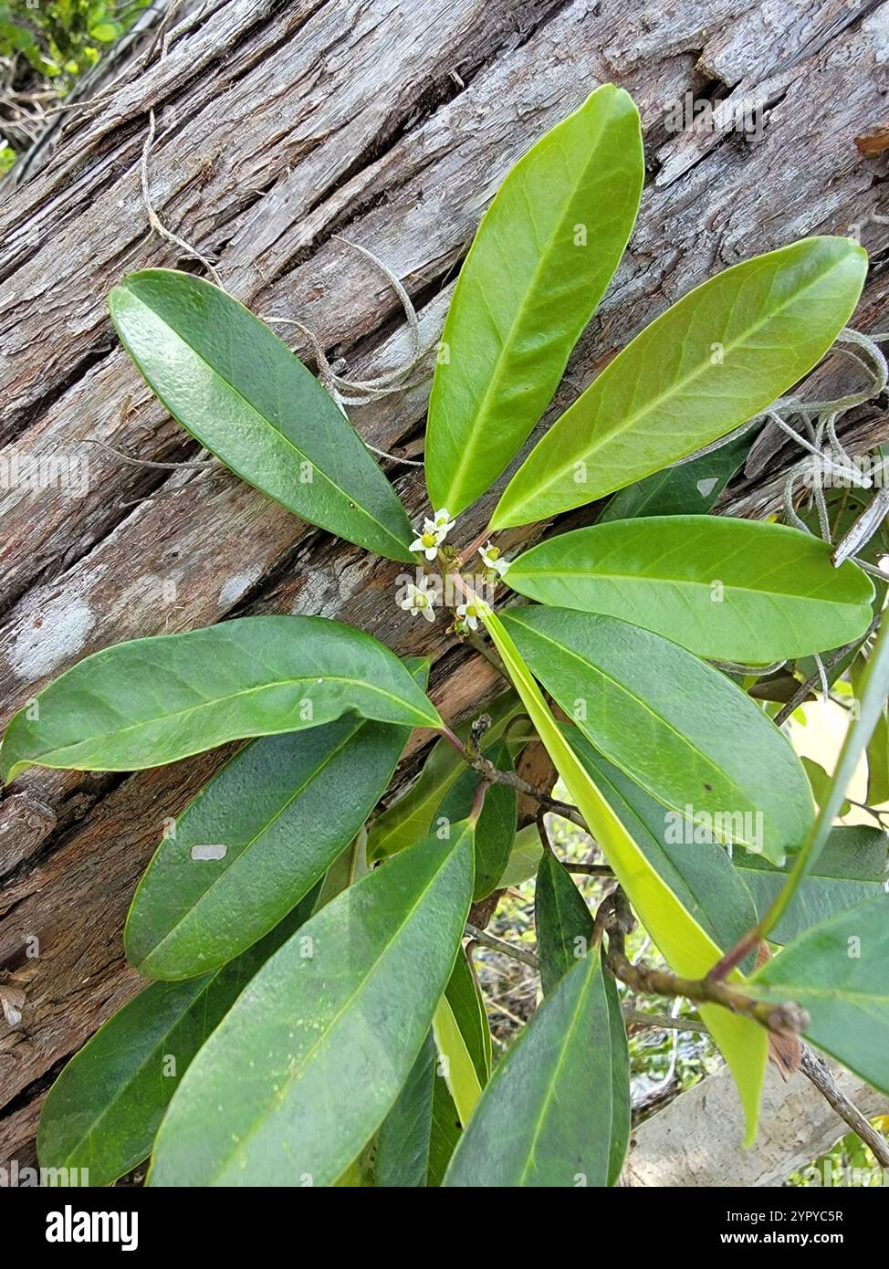 dahoon holly (Ilex cassine Stock Photo - Alamy