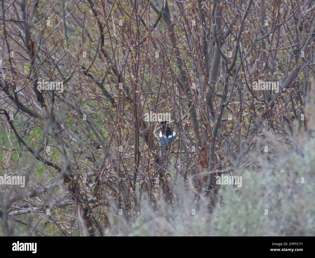 Black-billed Magpie (Pica hudsonia Stock Photo - Alamy