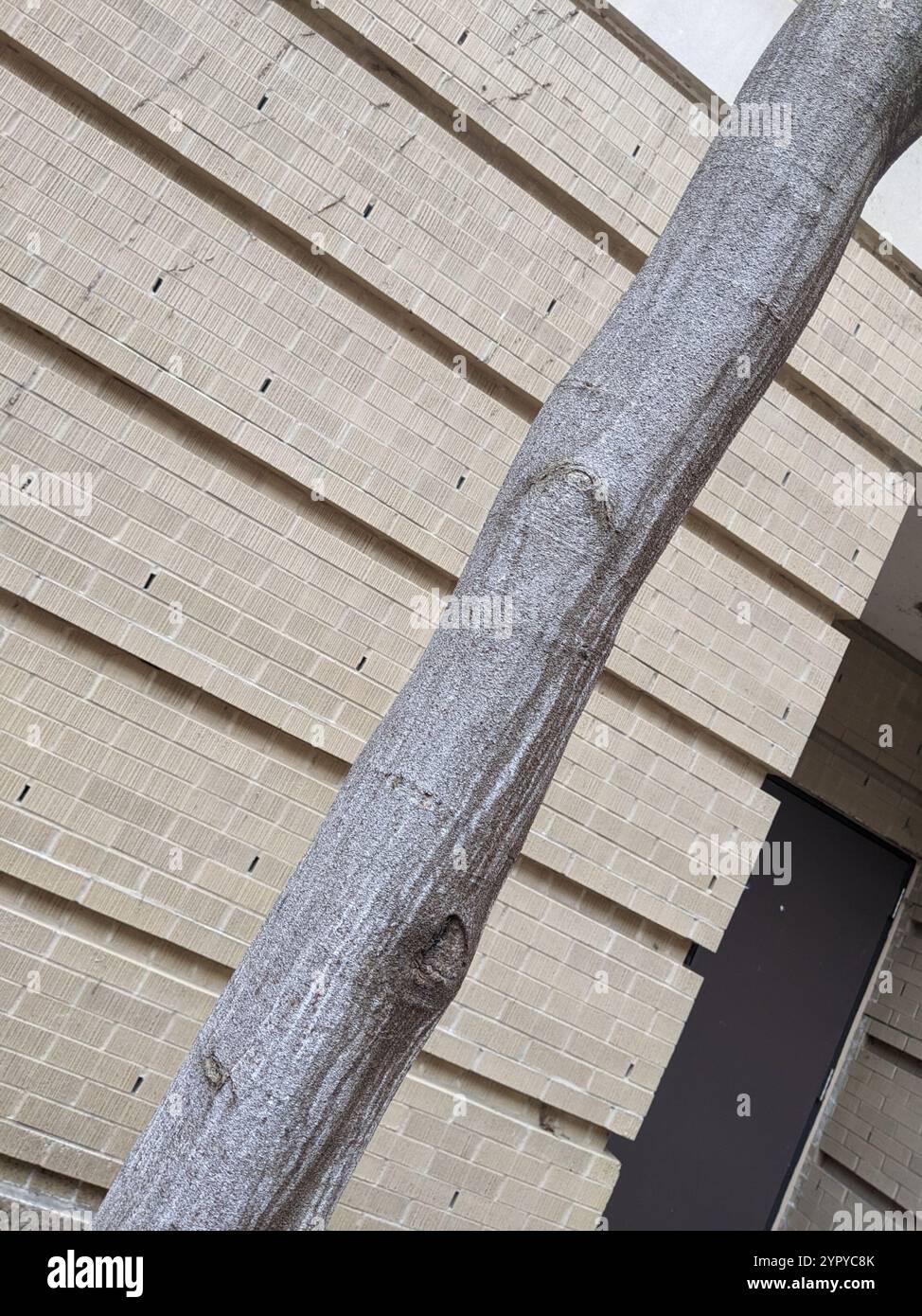 Oystershell Scale (Lepidosaphes ulmi Stock Photo - Alamy