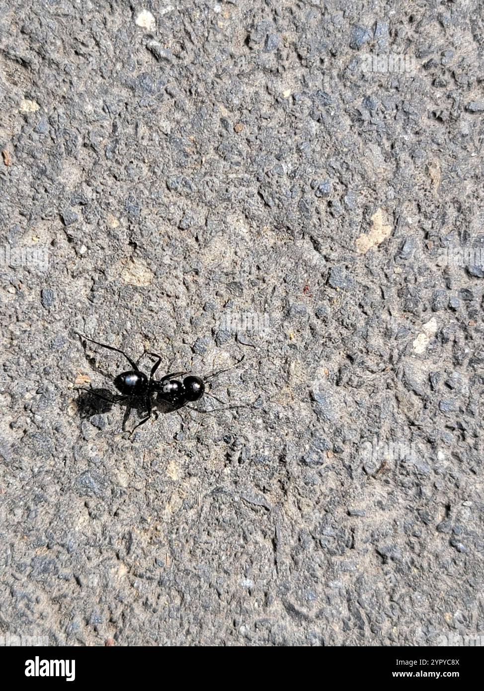 Hairy Smooth Carpenter Ant (Camponotus laevissimus Stock Photo - Alamy