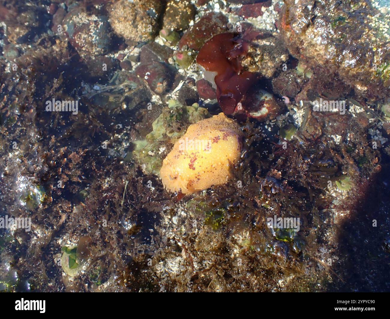 Montereyensis hi-res stock photography and images - Alamy