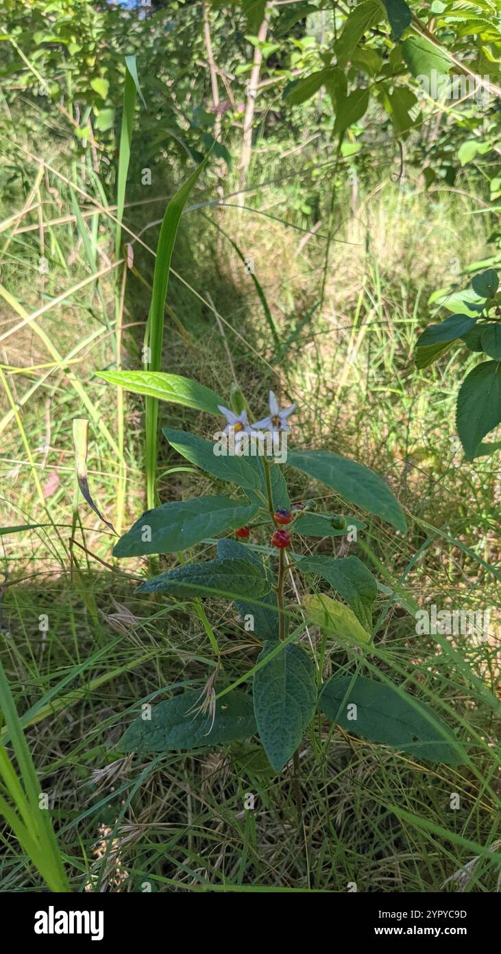 devil's needles (Solanum stelligerum Stock Photo - Alamy