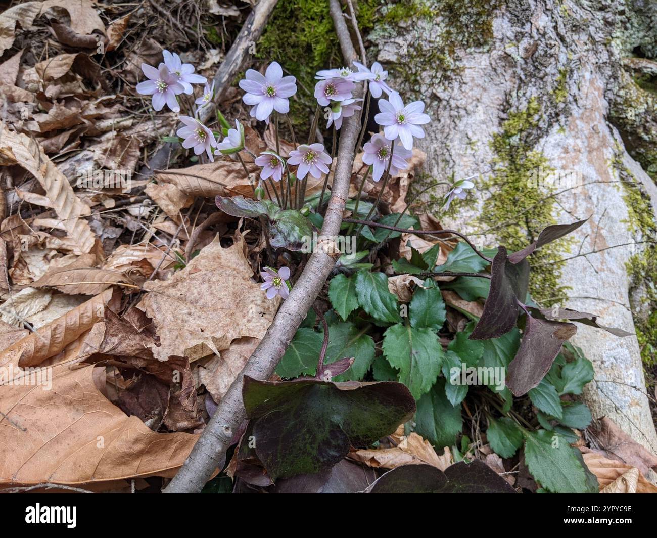 sharp-lobed hepatica (Hepatica acutiloba Stock Photo - Alamy