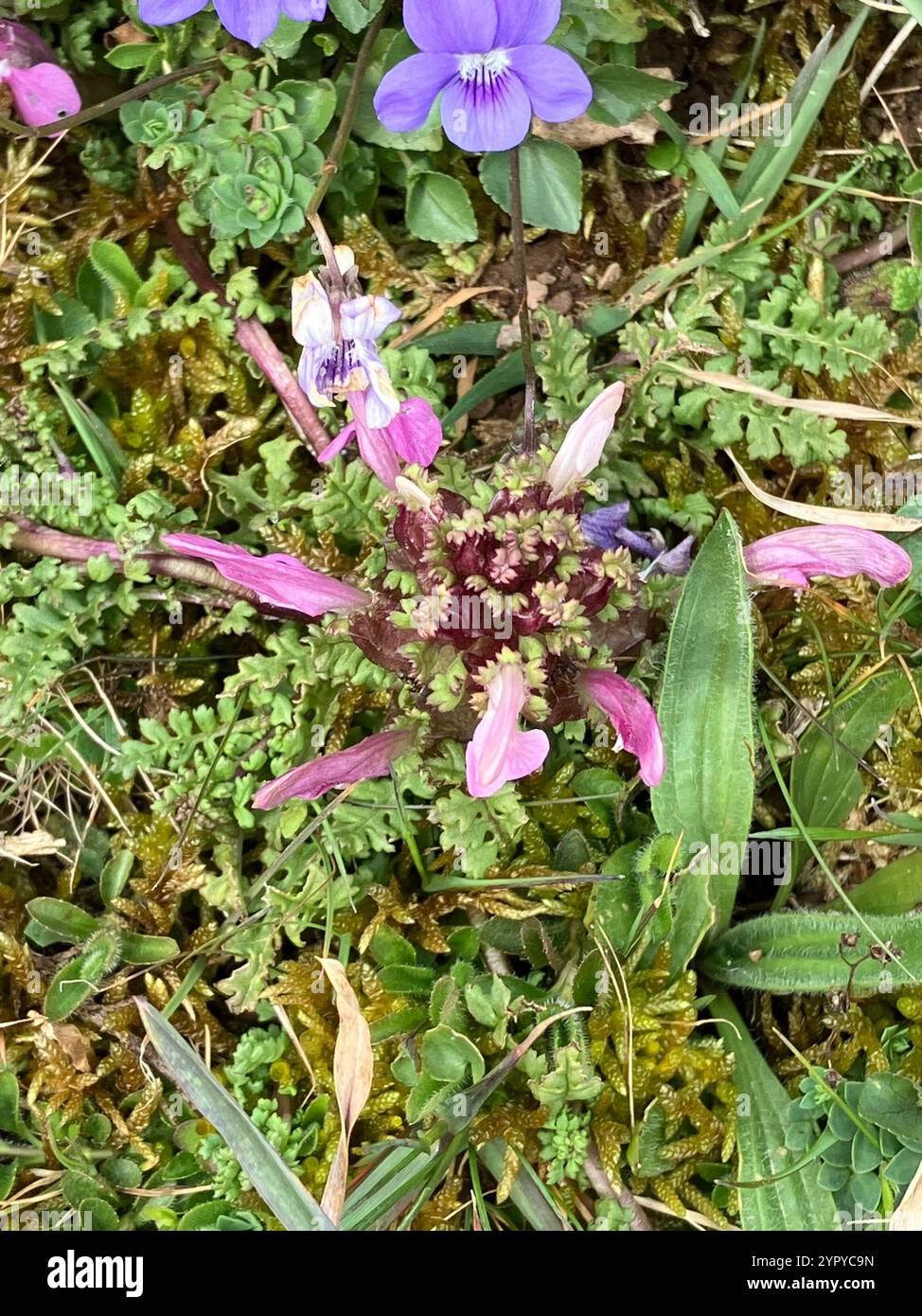 Common Lousewort (Pedicularis sylvatica Stock Photo - Alamy