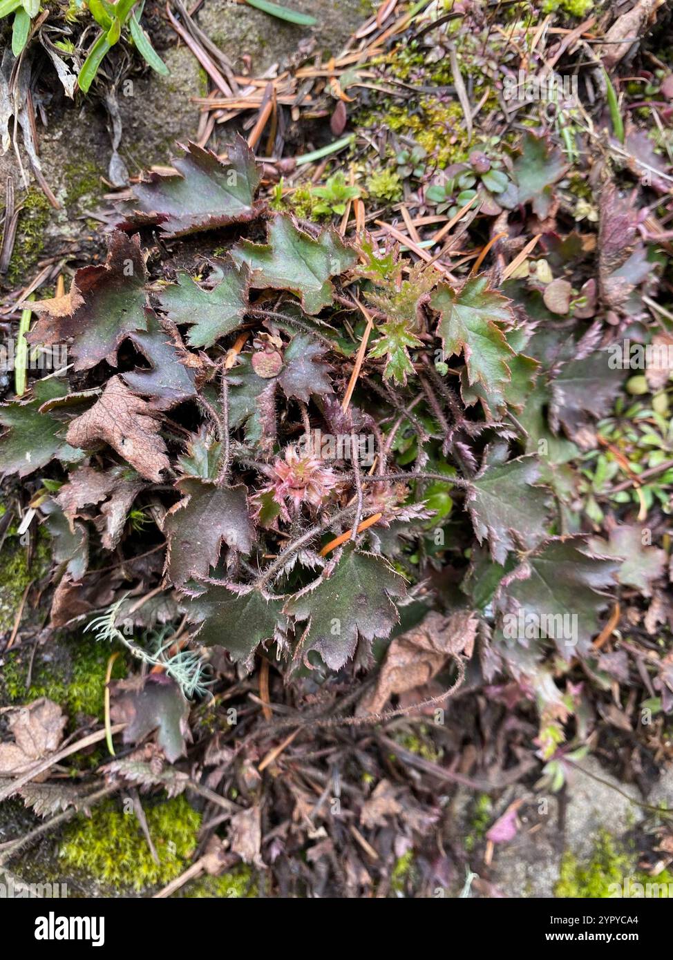 crevice alumroot (Heuchera micrantha Stock Photo - Alamy