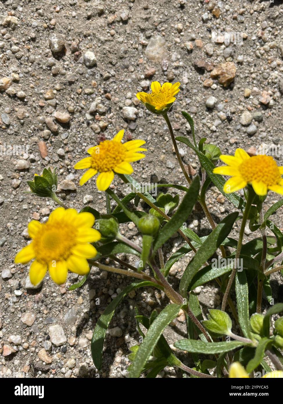 Lasthenia gracilis hi-res stock photography and images - Alamy